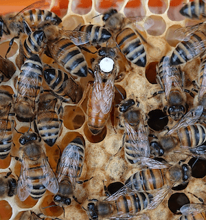 Buckfast Queen Bee | Mated Buckfast Queen Bees For Sale